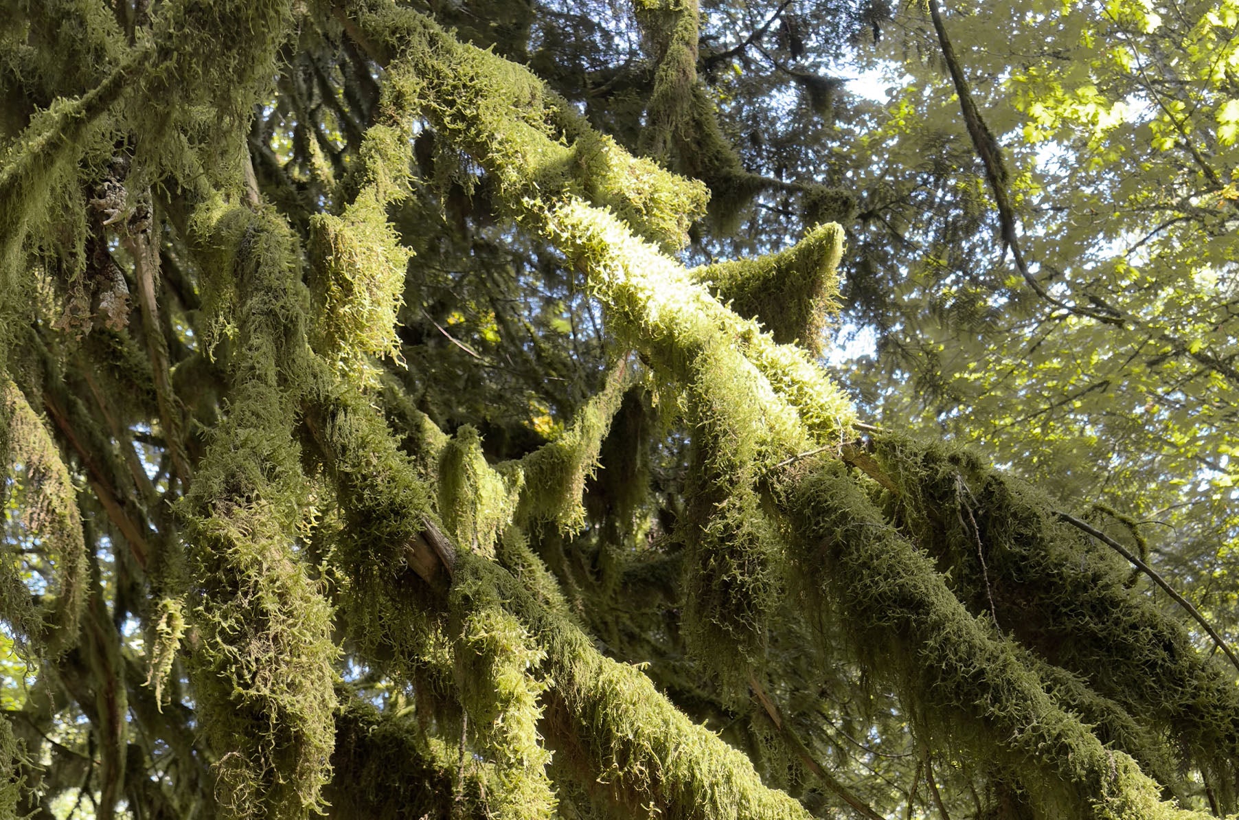 The Magic of Moss Green – b, halfmoon CA